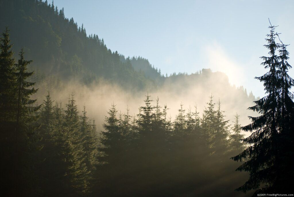 Private Managed Forest land